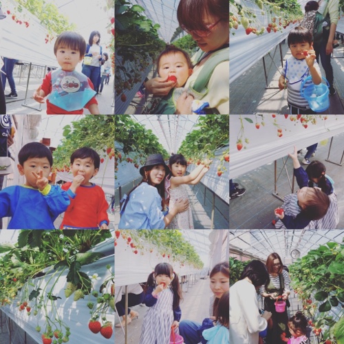 今年も苺🍓狩りツアー‼️ | Beans family Blog